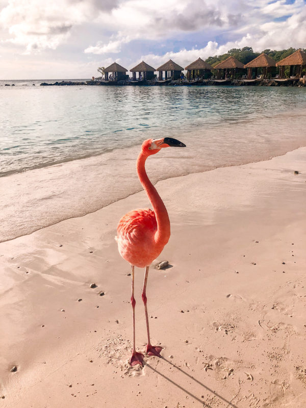 Visiting Flamingo Beach in Aruba: Everything You Need to Know ...